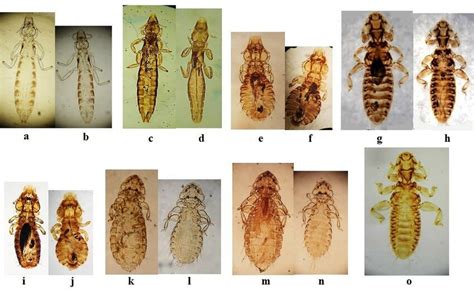 The Microphotographs Of Chewing Lice Species Recovered From Various