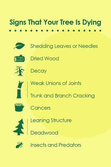 How To Save A Dying Tree Dragonetti Brothers Tree Removal
