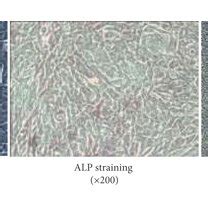 Morphology and staining observation of MG63 cells. | Download ...
