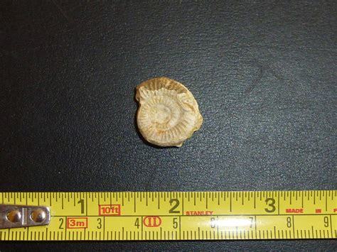 Ammonite Member Collections The Fossil Forum