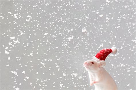 눈 덮인 날씨에 산타 클로스 모자를 쓴 뒷다리에 흰 쥐 쥐가 서 있습니다 새해 2020의 상징은 쥐 중국 달력에 마우스입니다 12월에 대한 스톡 사진 및 기타 이미지