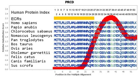 PRCD Gene - GeneCards | PRCD Protein | PRCD Antibody