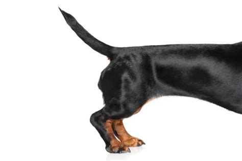 Long Haired Dachshund Tail What Should It Look Like Is It Curved