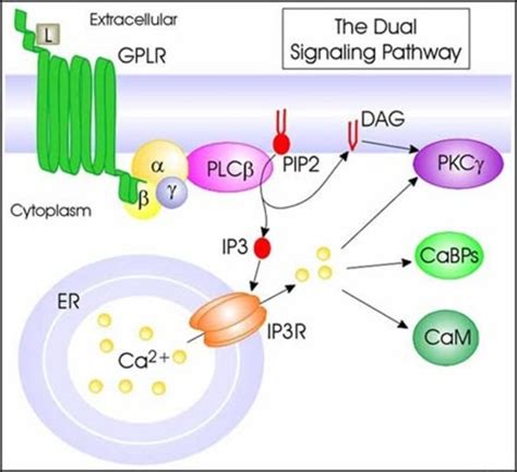 Life Cycle Of Receptors G Proteins And Second Messengers Definition