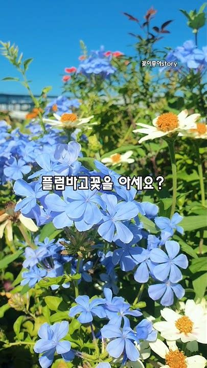 하늘색을 닮은 플럼바고 키우기 플럼바고 파란꽃 예쁜꽃 Youtube