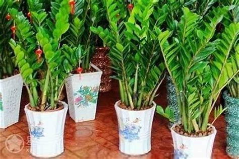 公司放什么花招财风水若朴堂文化