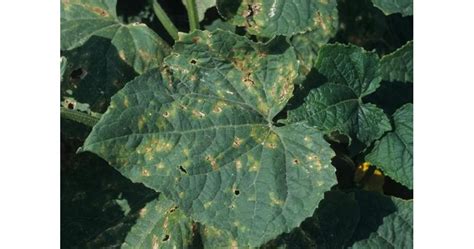 Ъгловати петна петна по краставиците Български Фермер