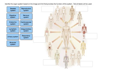 Solved Ldentify The Organ System Based On The Image And Hint Chegg