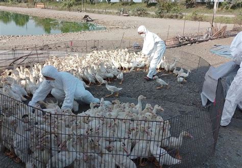 屏東爆禽流感！檢體確診高病原性h5n2 1350隻肉鴨遭撲殺 生活 Nownews今日新聞
