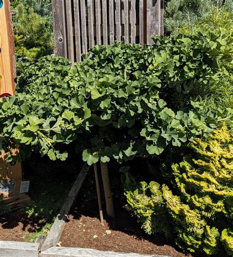 Ginkgo Biloba ‘troll Russell Nursery
