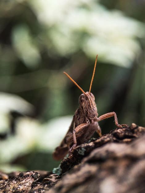 Premium Photo Close Up Of Grasshopper On Rock