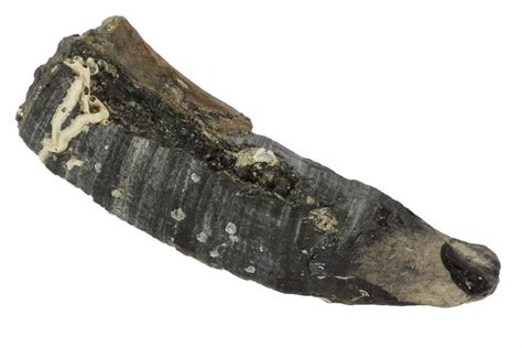 23 Fossil Pygmy Sperm Whale Kogiopsis Tooth 90417 For Sale