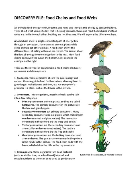 Examples Of Decomposers In Food Web