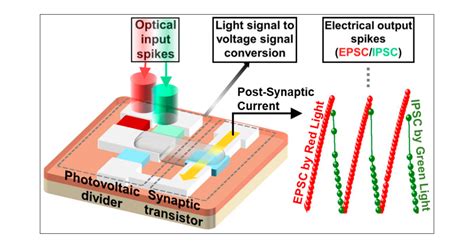 bidirectionally modulated synaptic plasticity with optically tunable
