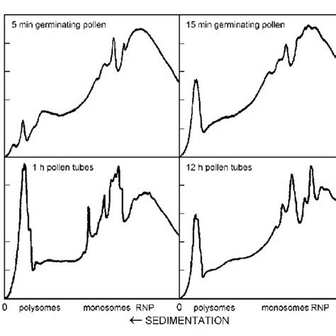 Sucrose Density Gradient Centrifugation Of Postmitochondrial Fraction