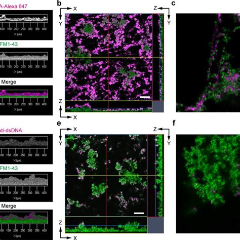 Application Of The ICBiofilm Method To Visualize Polysaccharide Download Scientific Diagram