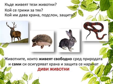 Диви и домашни животни 1 клас нов Pptx