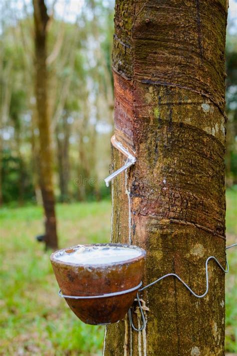 Látex Lechoso Extraído De La Hevea Brasiliensis Del árbol De Goma Como