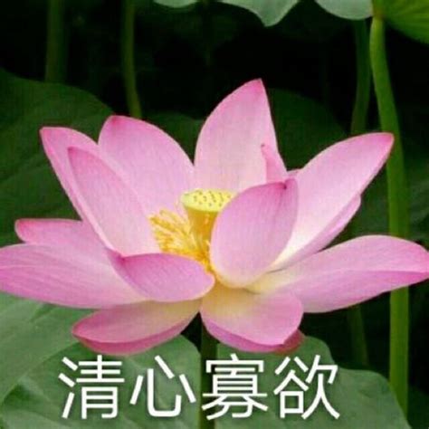荷花头像 夕阳红头像 高清图片堆糖美图壁纸兴趣社区