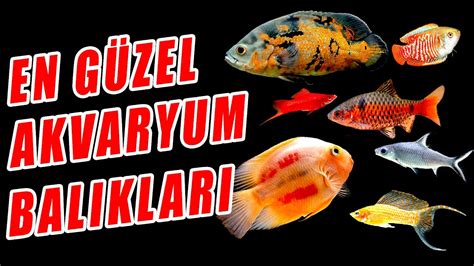 EN GÜZEL AKVARYUM BALIKLARI YouTube