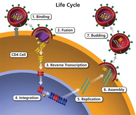 The Hiv Life Cycle Nih