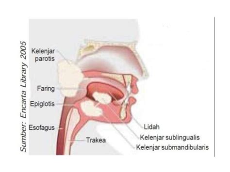 Sistem Digestive Ppt