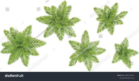 Trees Palm Trees Shrubs Front View Elevation And Top View