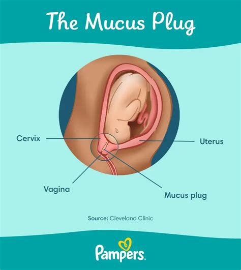 Essential Guide To Mucus Plug During Pregnancy Pampers In