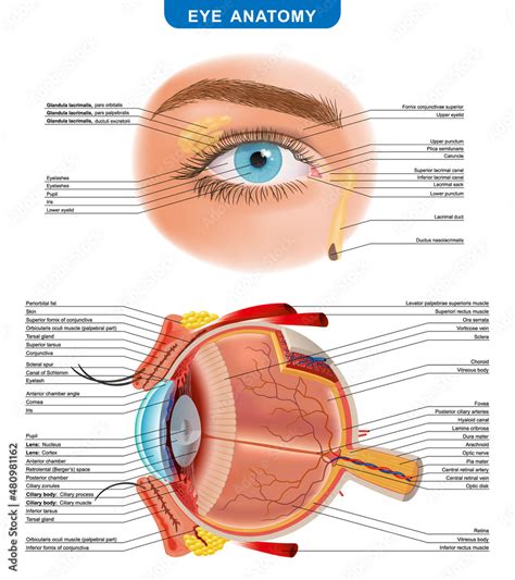 Eye Anatomy With Labeled Structure Scheme For Human Optic Outline