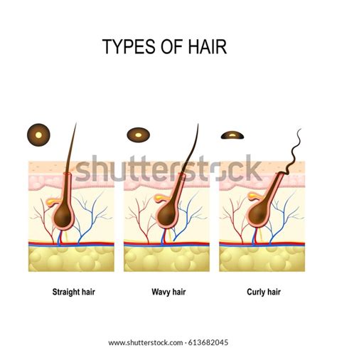 Types Of Hair Straight Wavy And Kinky Cross Section Of Human Skin Layers With Hair Follicle