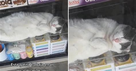 TikTok Viral Gatita Se Duerme En El Mostrador De Una Tienda Mientras