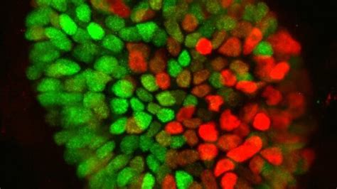 Scientists Make Model Embryos From Stem Cells To Study Key Steps In
