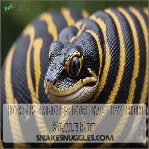 Ball Python Scale Rot Causes Symptoms And Treatment Tips