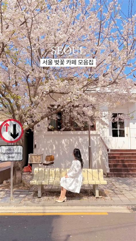 세히ᰔᩚ 카페ㆍ꽃명소ㆍ감성 포토존 추천💖 실시간 서울 근교 겹벚꽃 명소 ️저장 분홍빛 솜사탕 같은 풍경은 이번 주말이