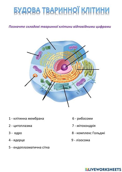 2178676 Будова тваринної клітини Pgalina