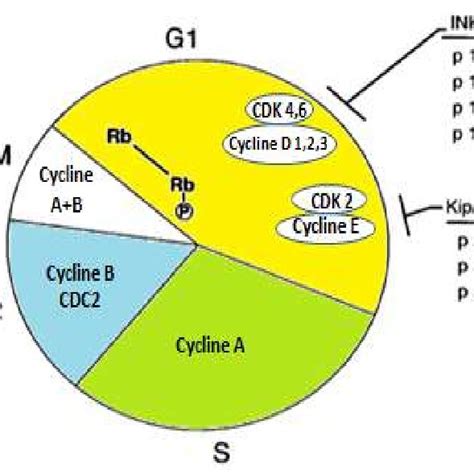Pdf Les Mécanismes De Régulation Du Cycle Cellulaire