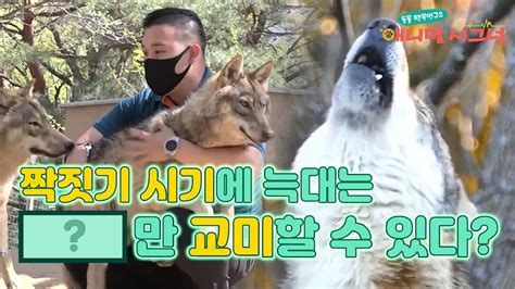 시크릿 주주 카리스마 넘치는 늑대의 놀라운 시크릿 Ytn 사이언스 Youtube