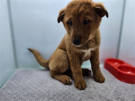 진도믹스 뿡이 노르웨이숲성격 데본렉스성격 뱅갈성격 샴성격 셀커크렉스성격 스핑크스성격 아메리칸숏헤어성격 아메리칸컬성격 아비시니안성격 엑조틱성격 터키시앙고라성격 페르시안성격