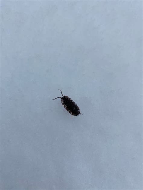 can anyone id this bug r whatsthisbug