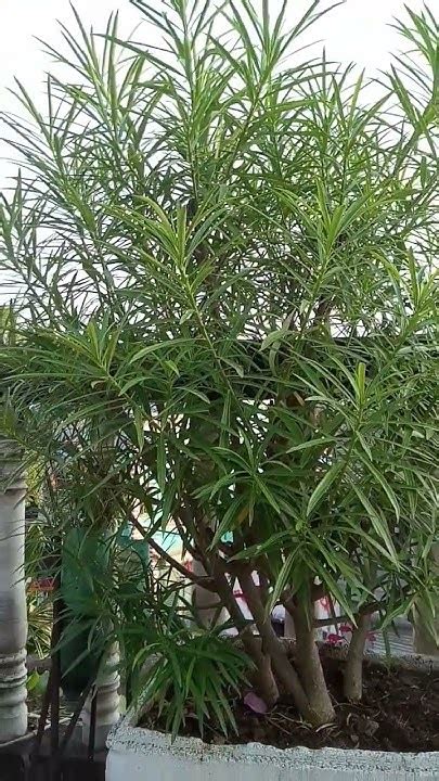 ছাদ বাগানের কল্কে Youtube