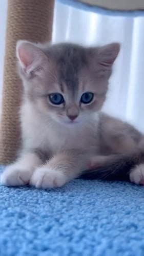 Cute Kitten Meowing To Owner