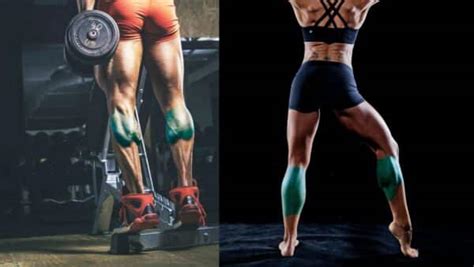 Average Calf Size For Men And Women How Do You Compare