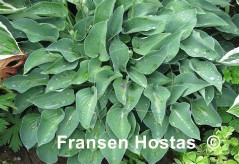 Hosta Blue Cadet Fransen Hostas