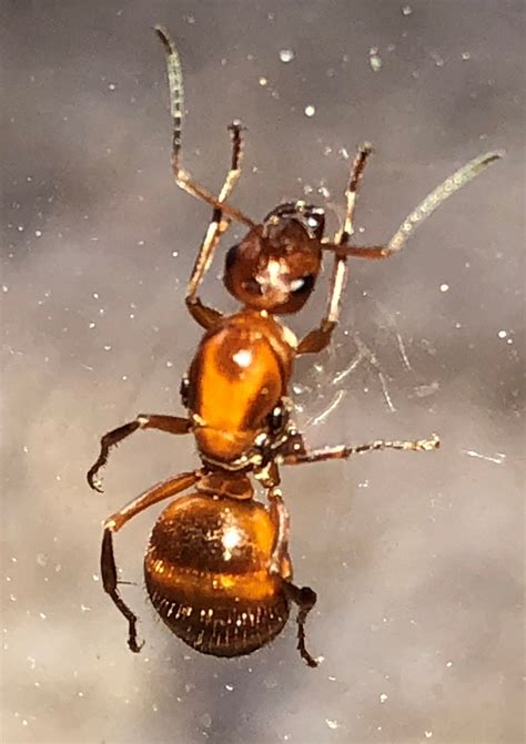 Jons Formica Pallidefulva Group Journal Ant Keeping Journals Ants