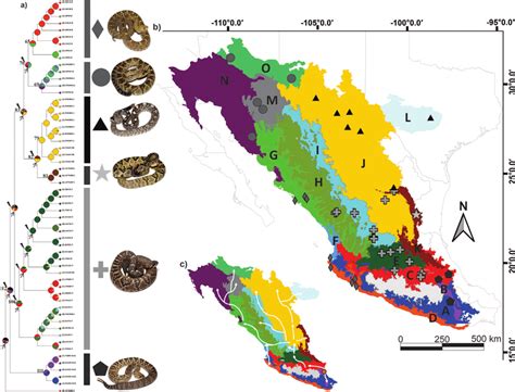A Ancestral Area Reconstruction Based On The Divaj Model From