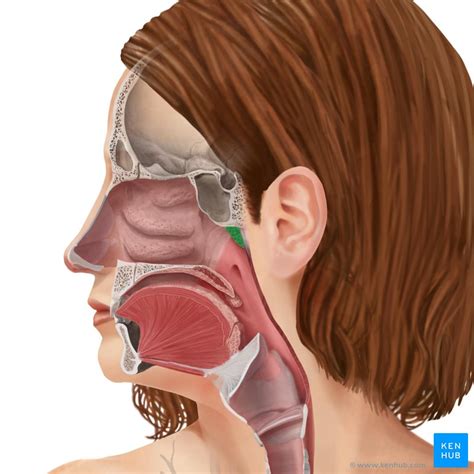 Adenoids Anatomy Location And Function Kenhub