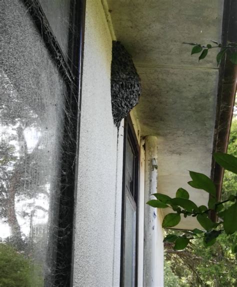 Mud Wasp Nest Canberra Precision Pest Control