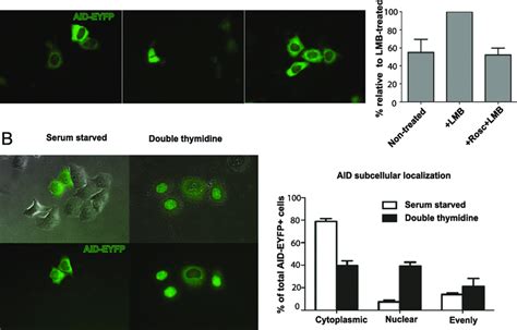 Subcellular Localization Of Aid A Hela Cells Were Transiently