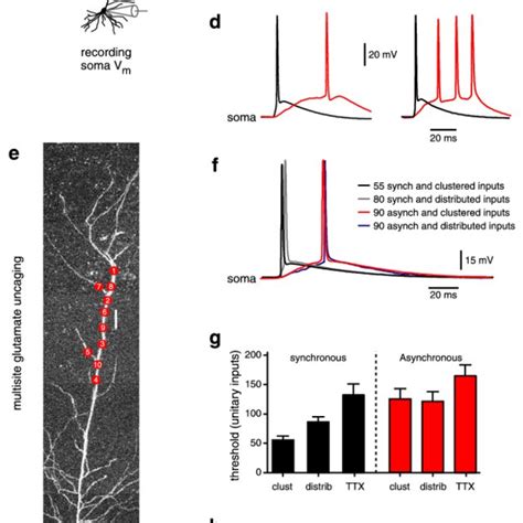 Dendritic Integration Mode Determines Input Efficacy And Spike Rate