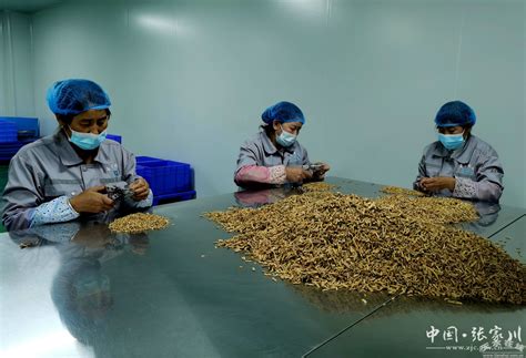 市政协调研张家川县现代特色农业发展情况图 天水在线